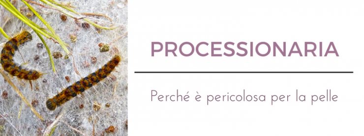 Dermatite da processionaria: come curarla? | Prof. Antonino di Pietro